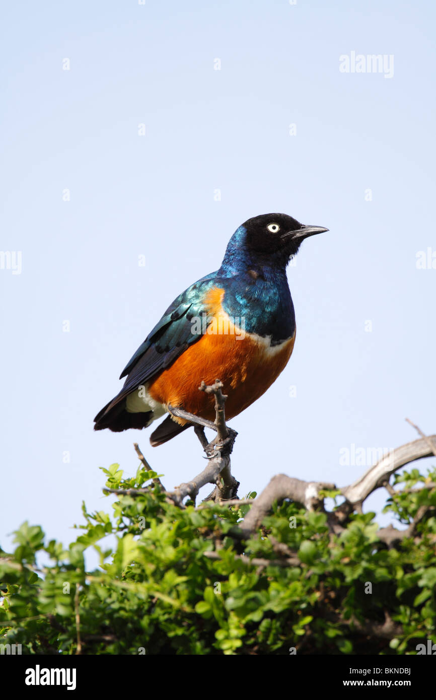 African superb starling hi-res stock photography and images - Alamy