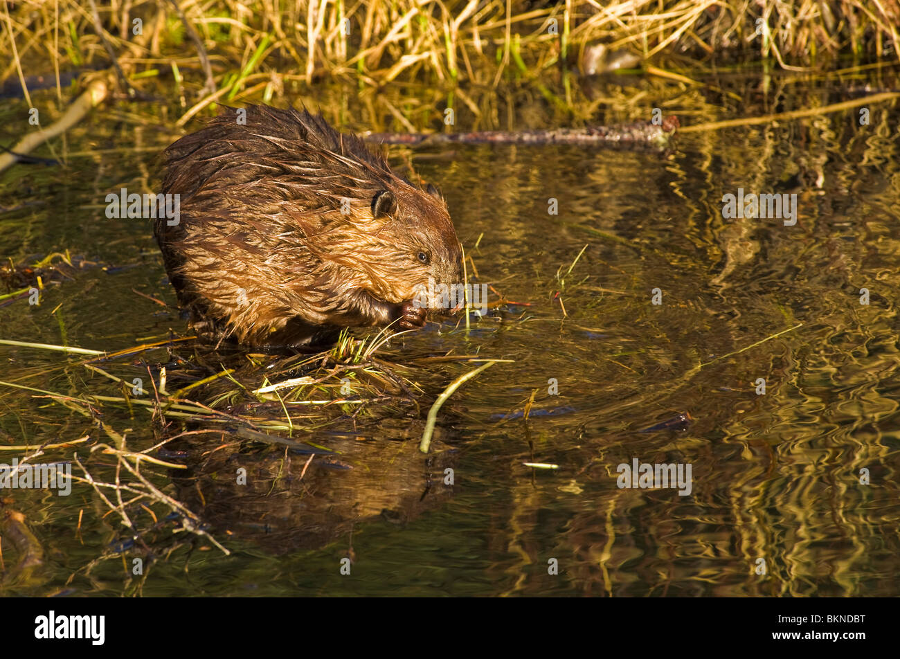 Young beaver hi-res stock photography and images - Alamy