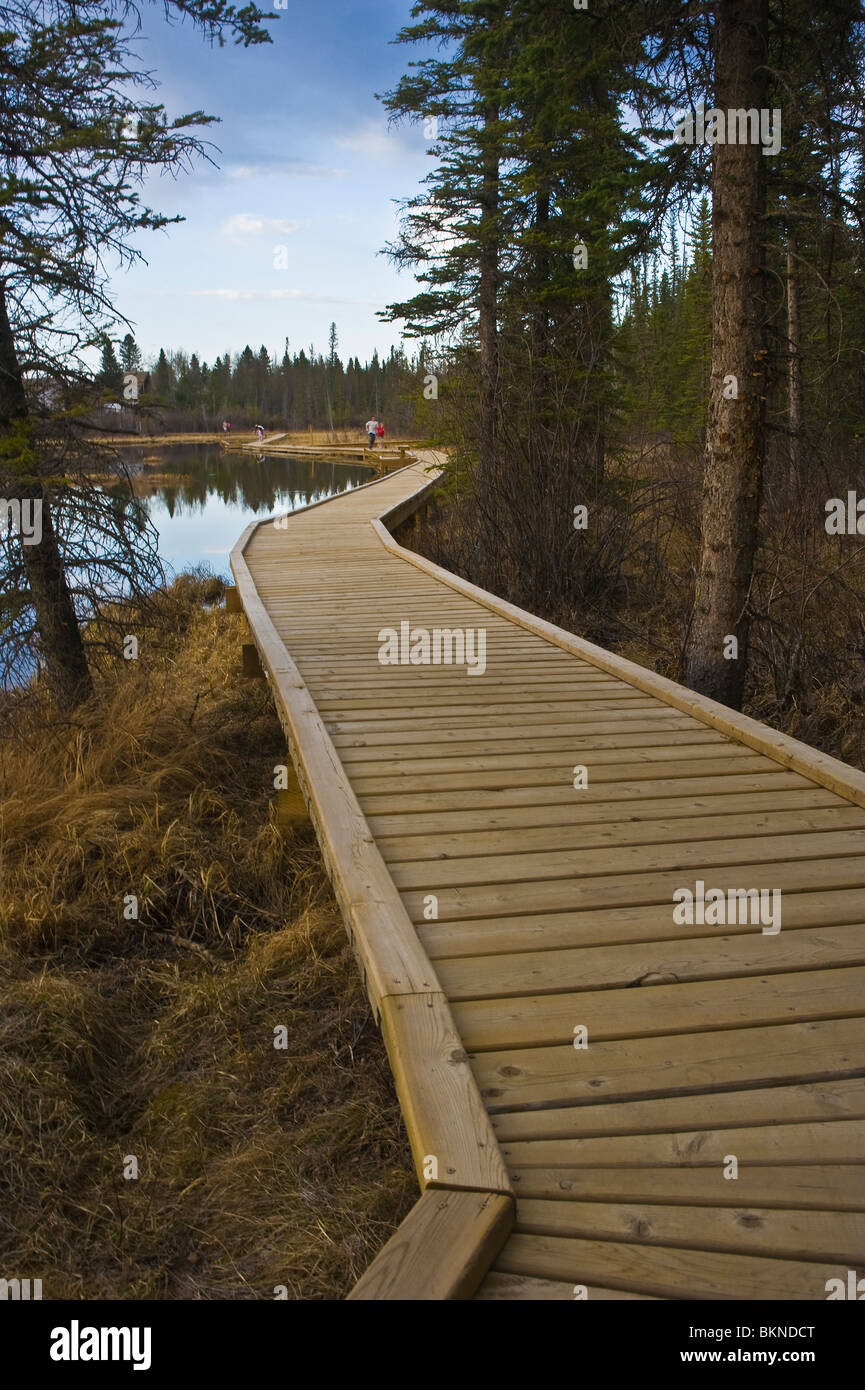 Boardwalk wood walkway wetlands hi-res stock photography and images - Alamy