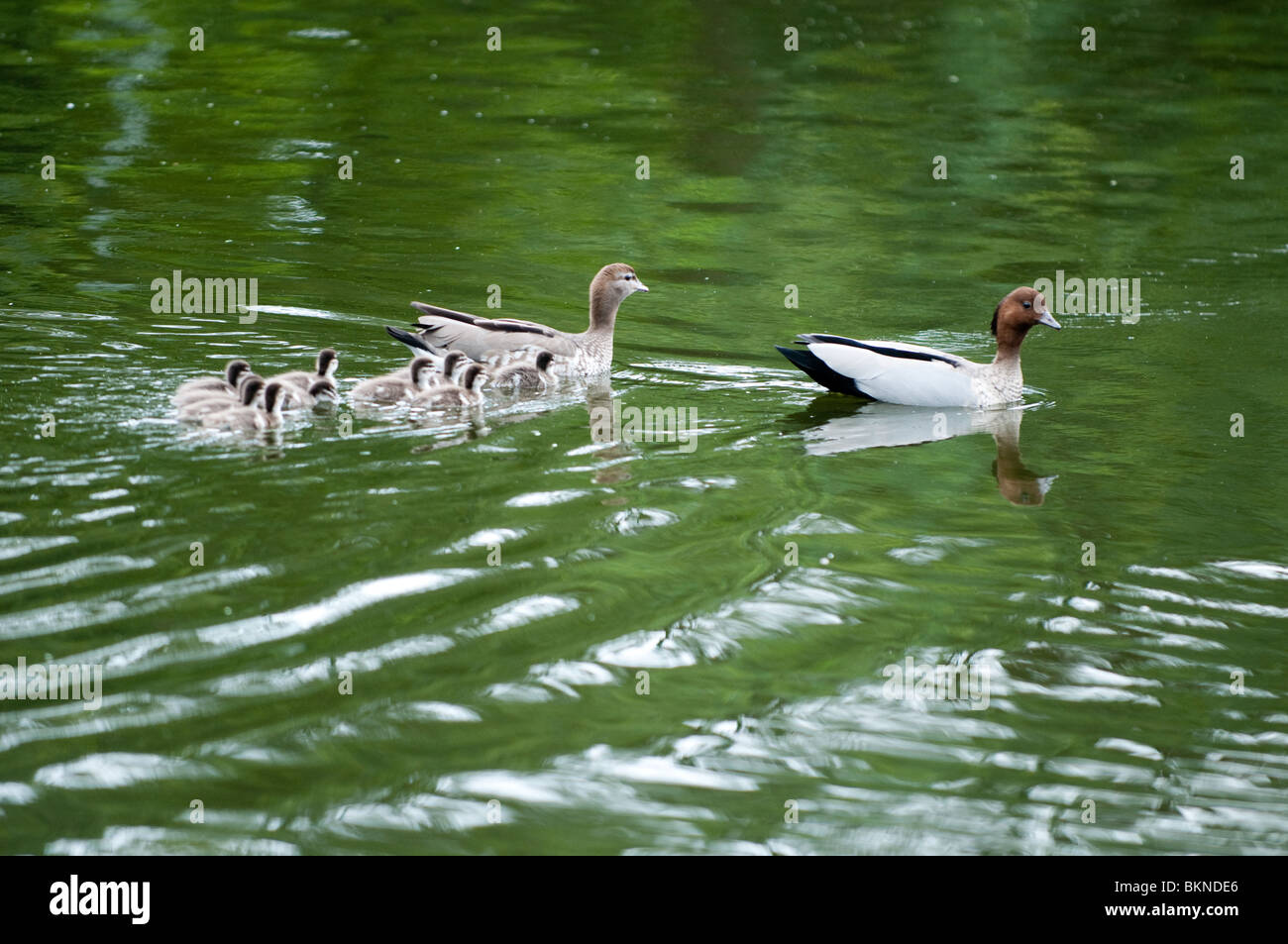 Family of the ducks birds hi-res stock photography and images - Alamy