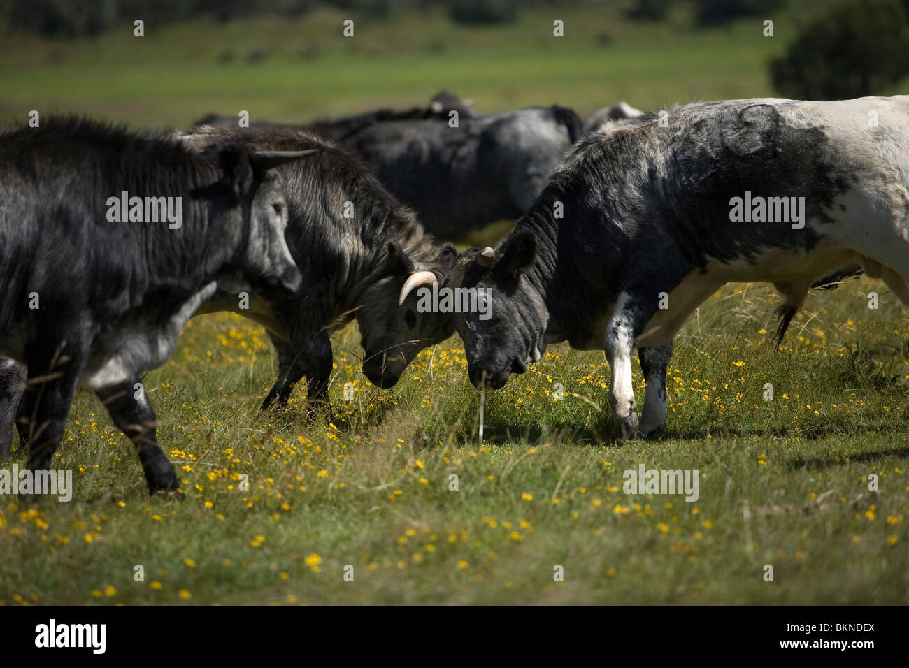 Mexico bullfighting fighting bulls hi-res stock photography and images ...