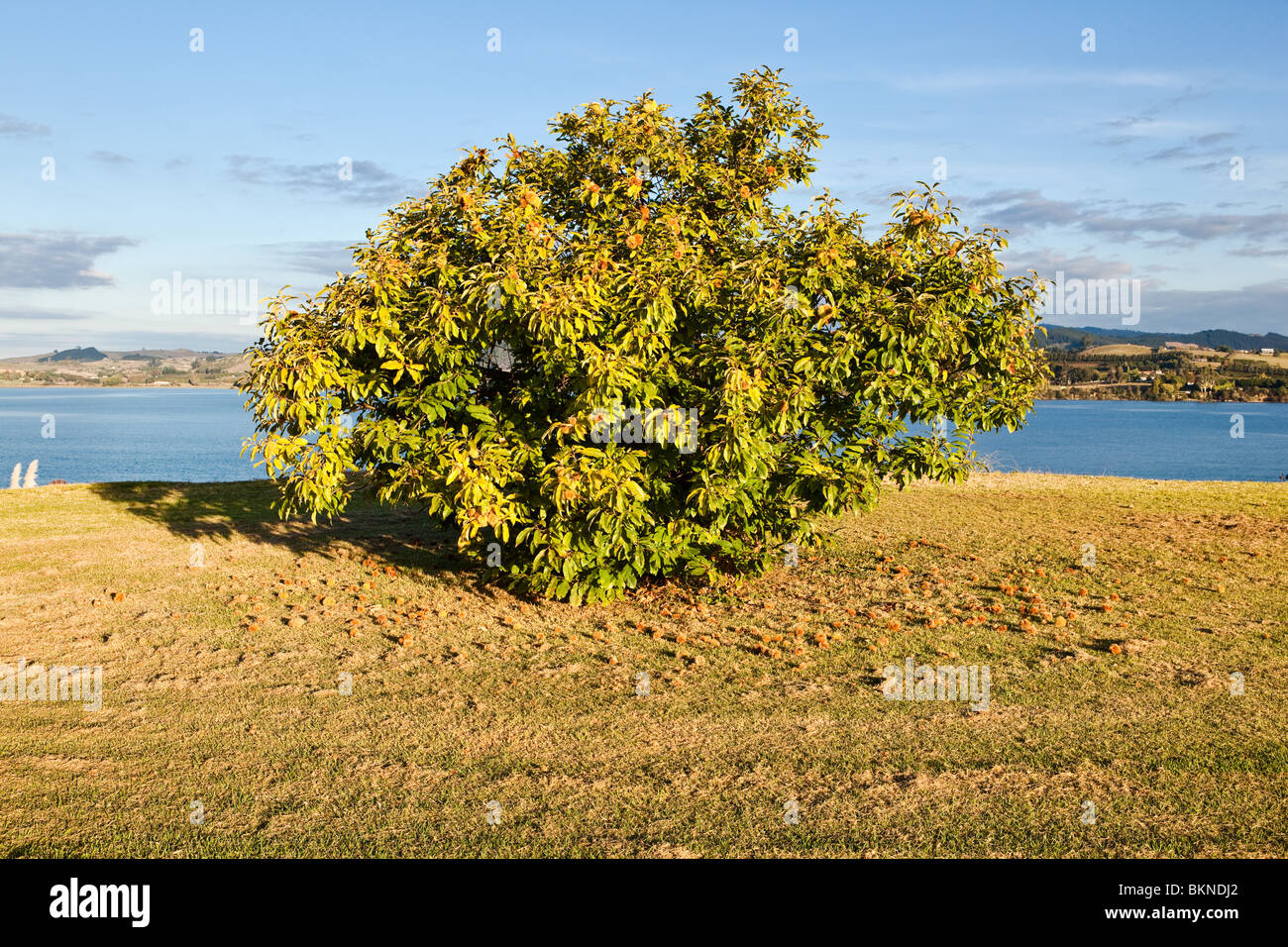 Bay and chestnut hi-res stock photography and images - Alamy