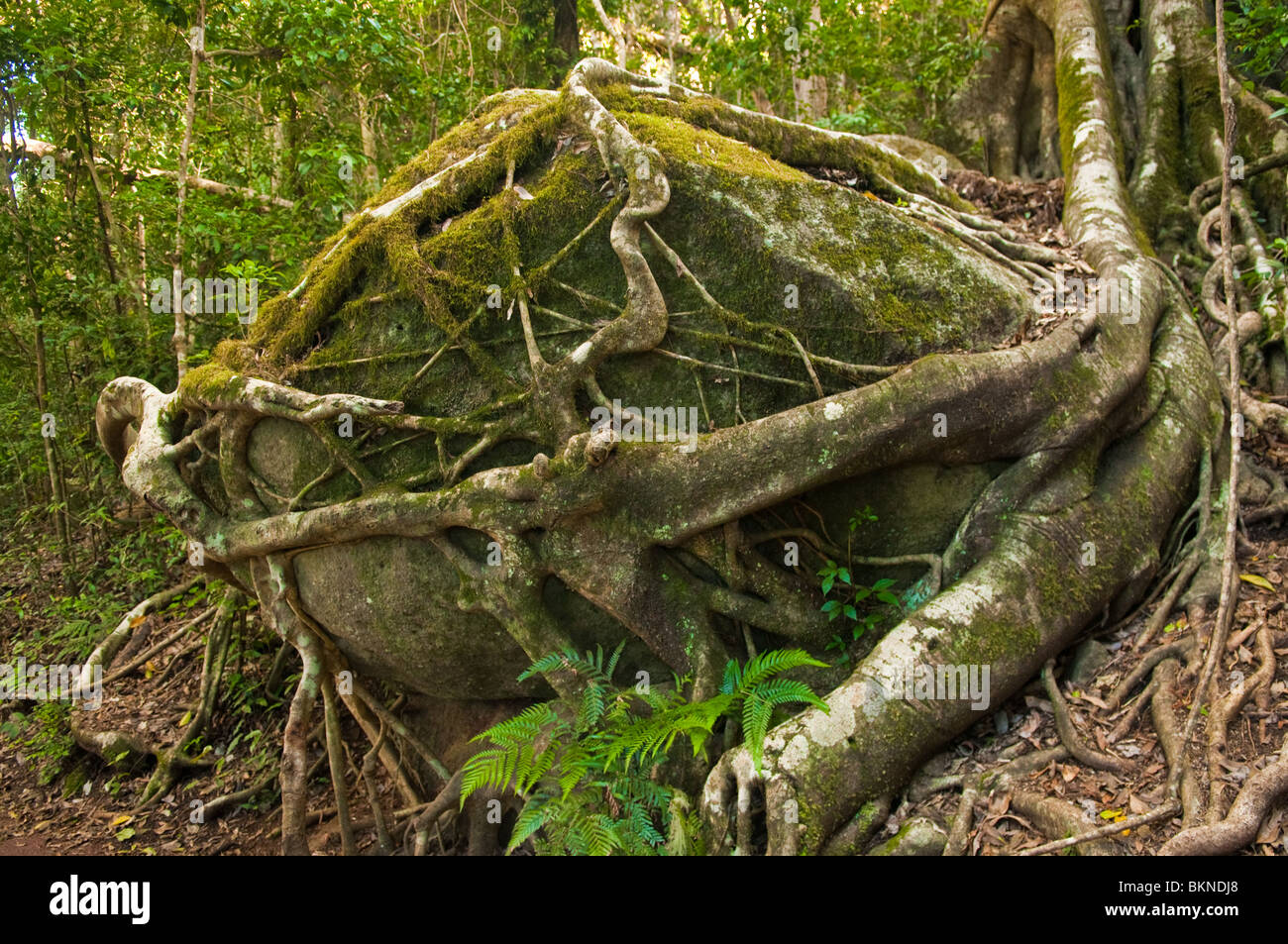 Tree roots around boulder, Albert River Circuit, Lamington National ...