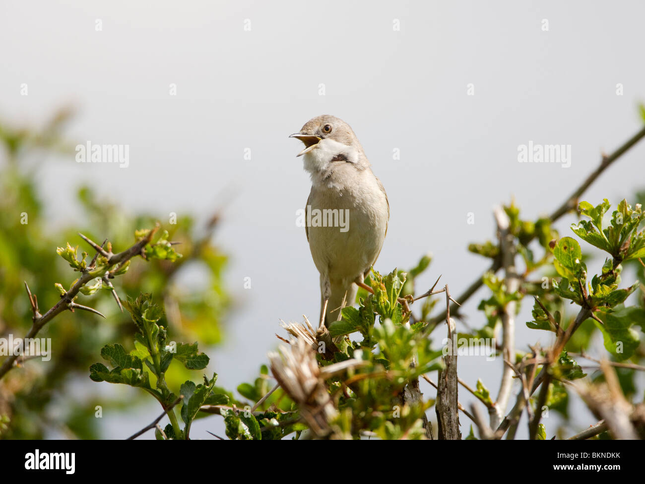 Common Whitethroat on territory in hedgerow May UK Stock Photo - Alamy