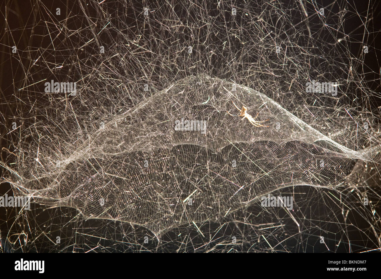 Tent spider, (Cyrtophora moluccensis), Queensland, Australia Stock ...