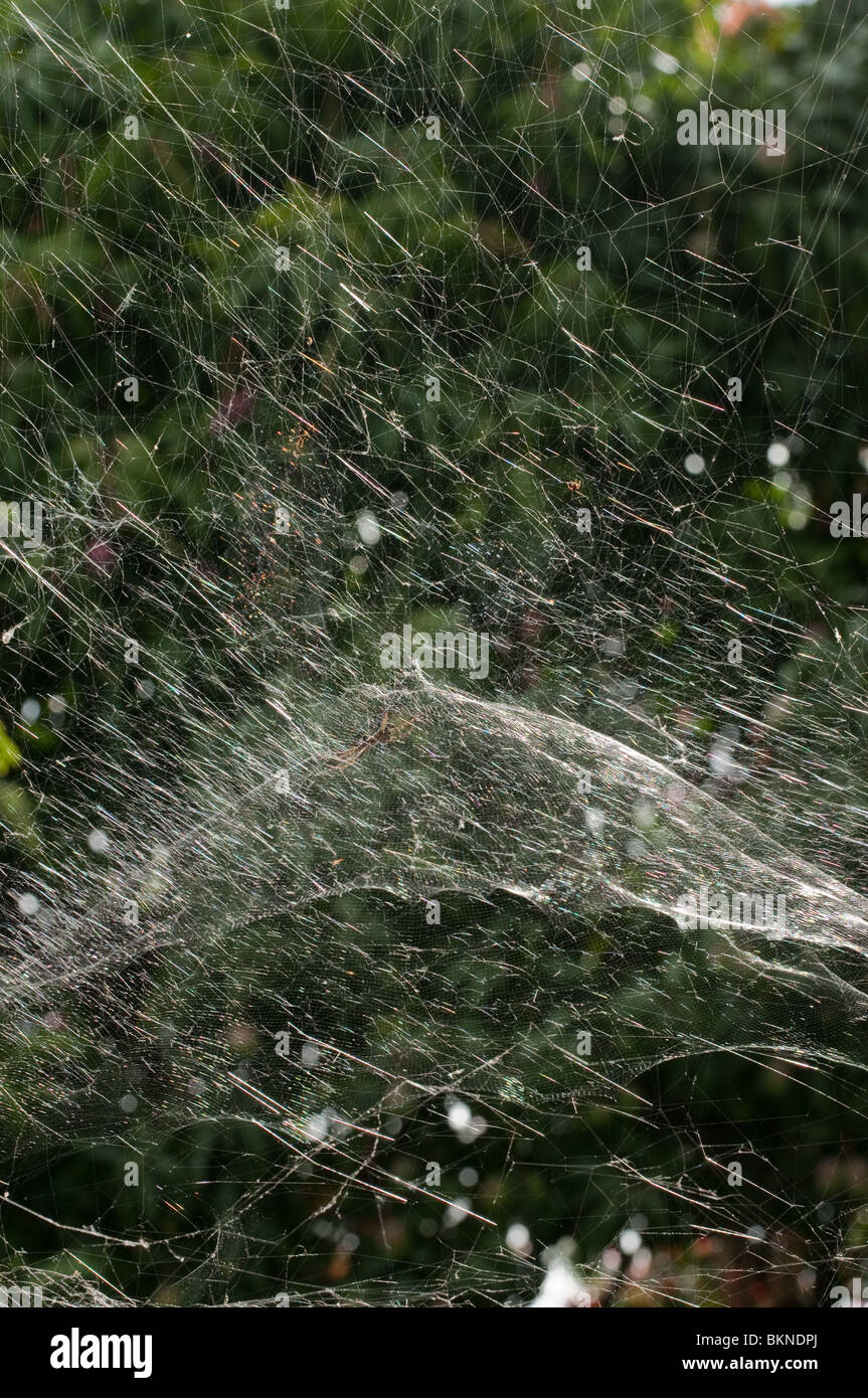 Queensland backyard spider hi-res stock photography and images - Alamy