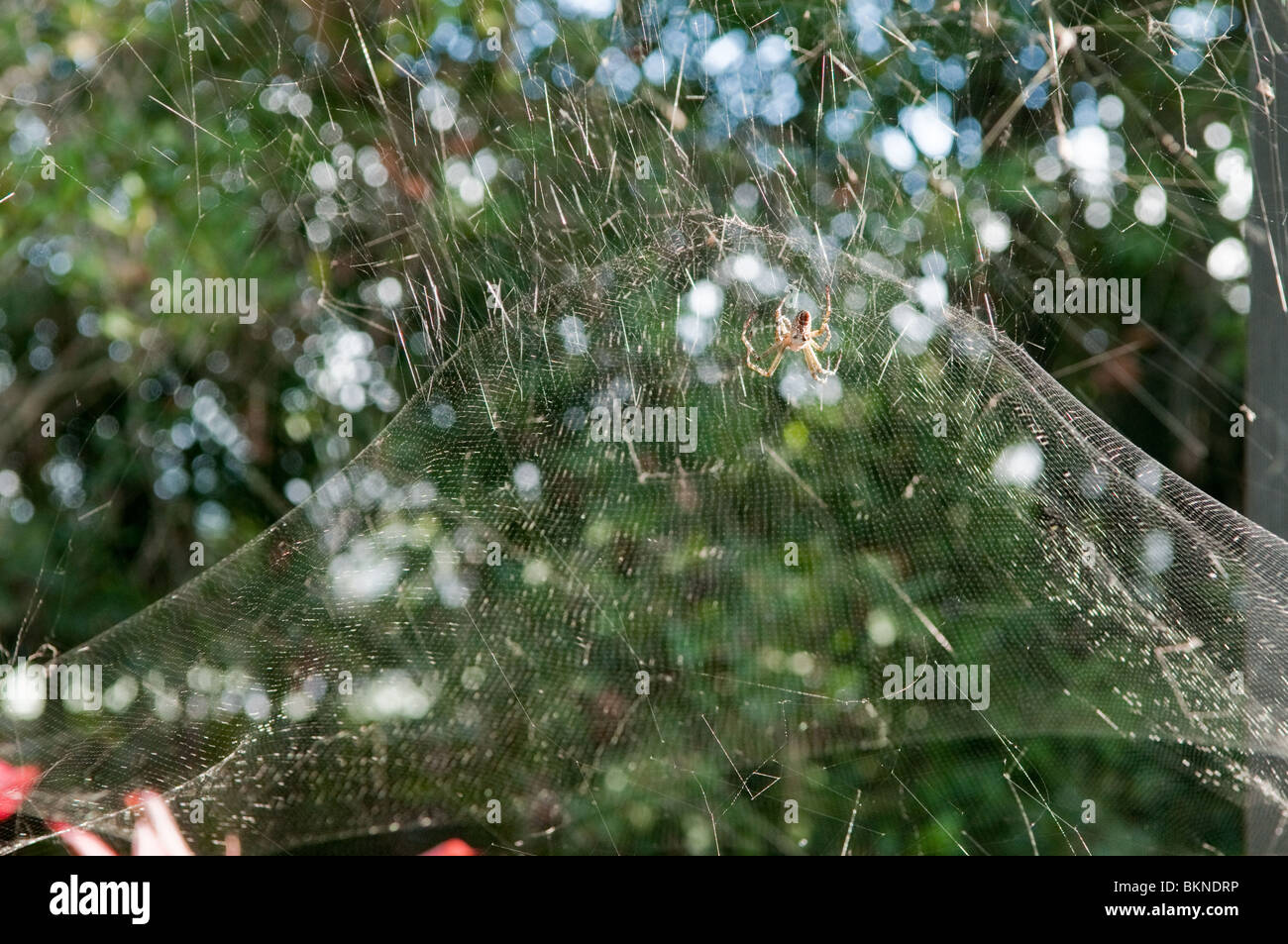 Tent spider, (Cyrtophora moluccensis), Queensland, Australia Stock ...