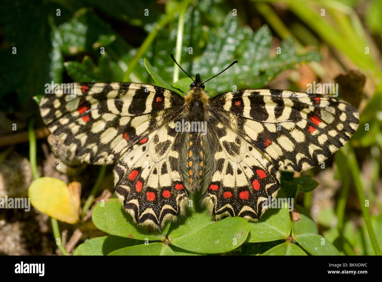 Spanish festoon butterfly (Zerynthia rumina Stock Photo - Alamy