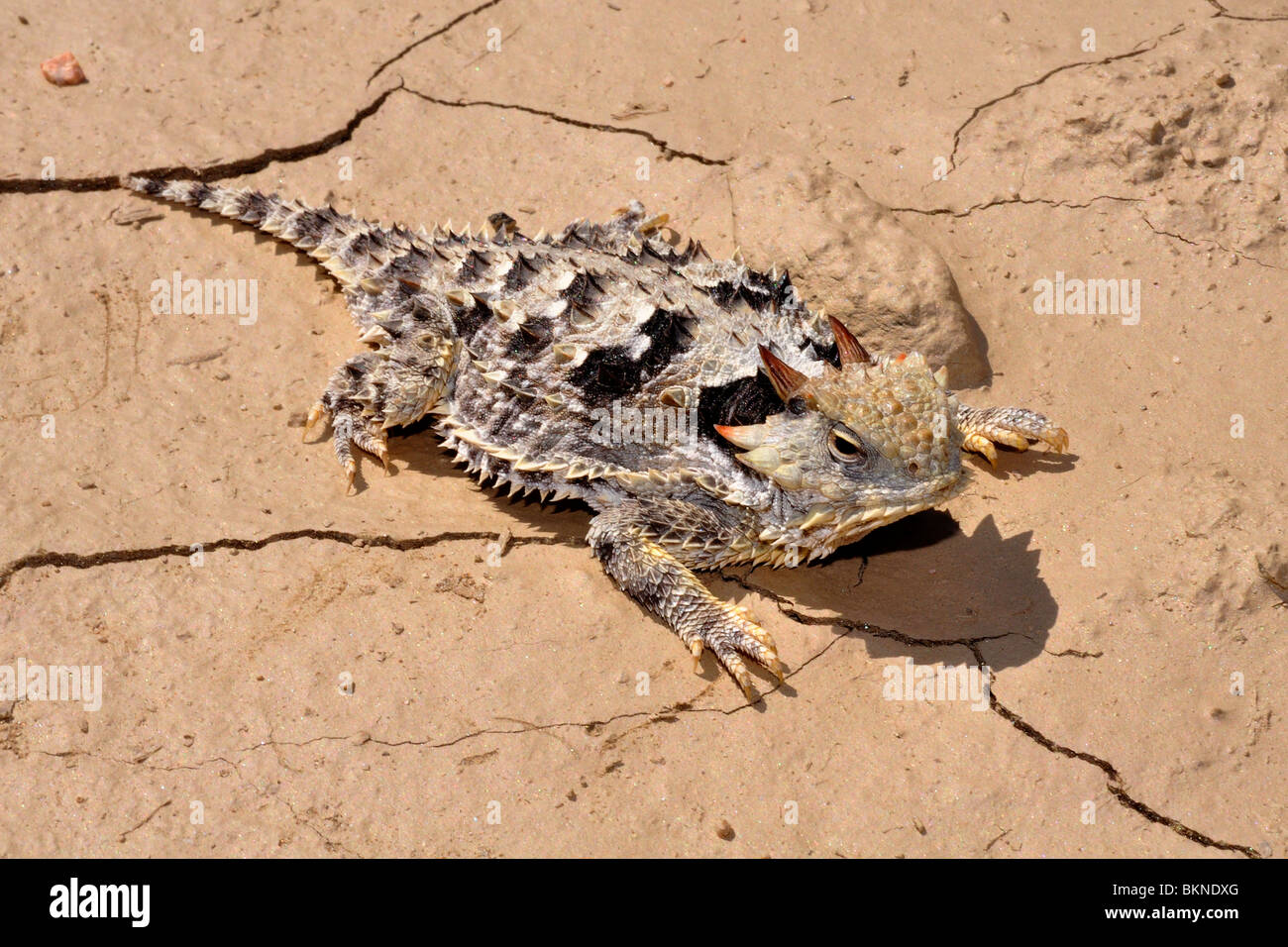 Southern desert horned lizard (Phrynosoma (Doliosaurus Stock Photo - Alamy