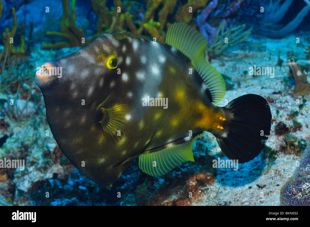 Filefish hi-res stock photography and images - Alamy