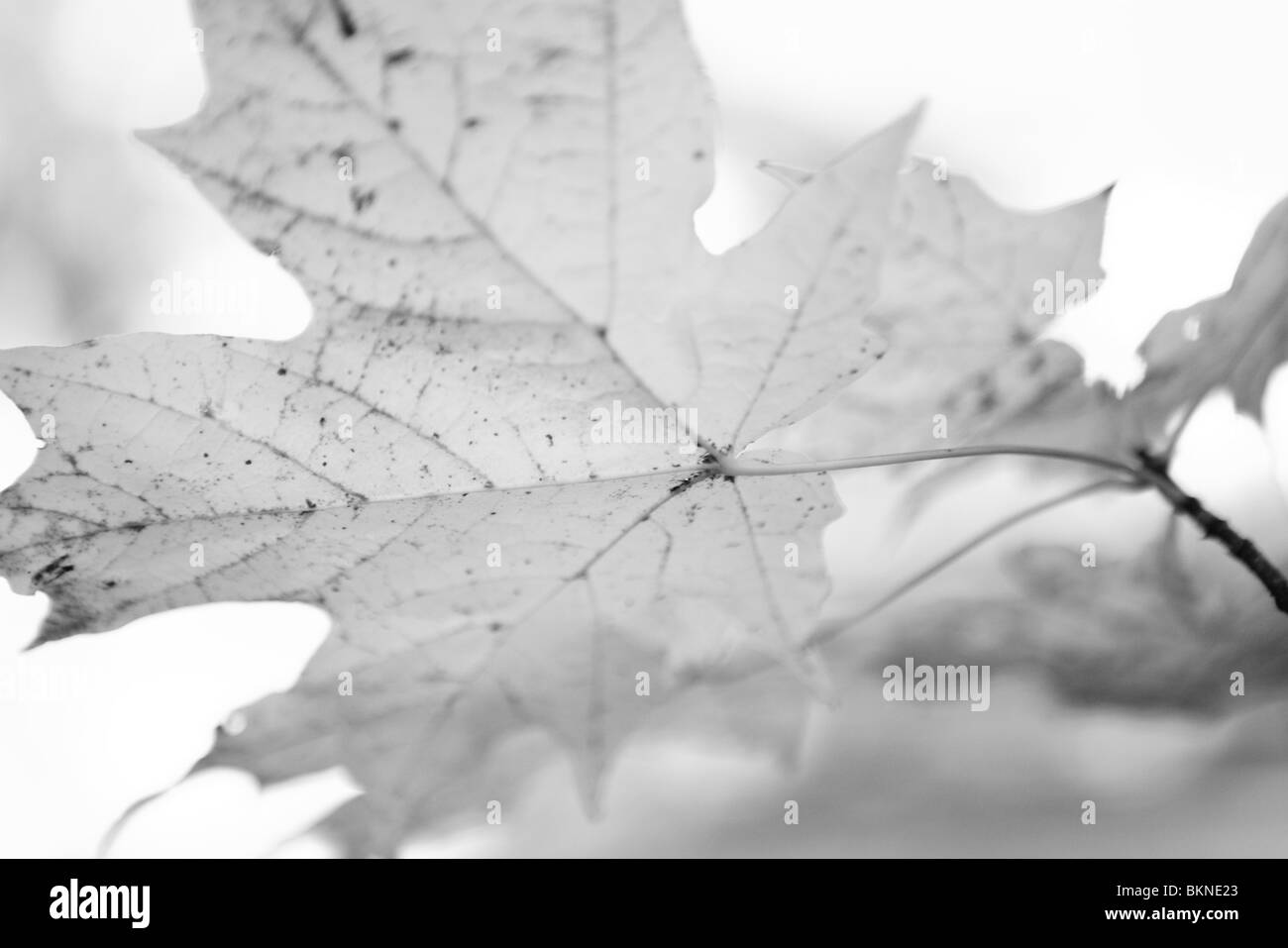 Close up autumn maple Black and White Stock Photos & Images - Alamy
