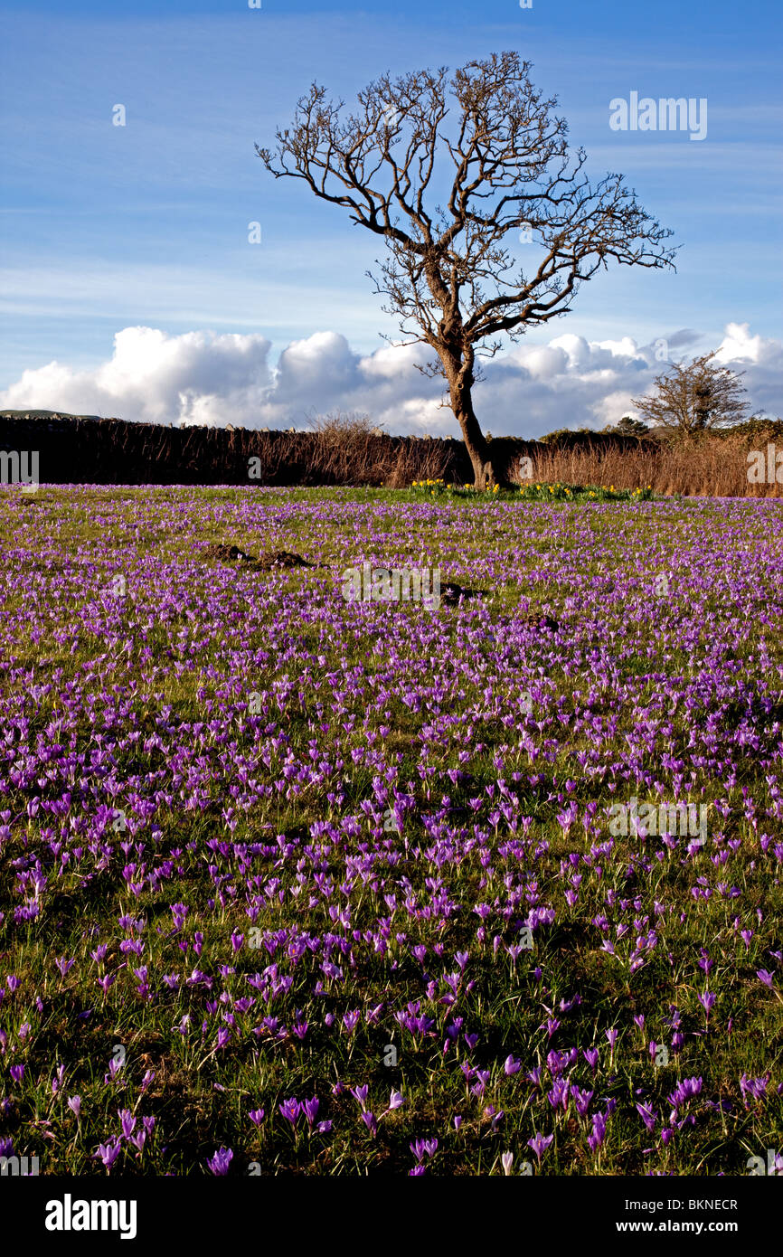 Crocus field at Swarthmoor Hall, Ulverston Stock Photo - Alamy