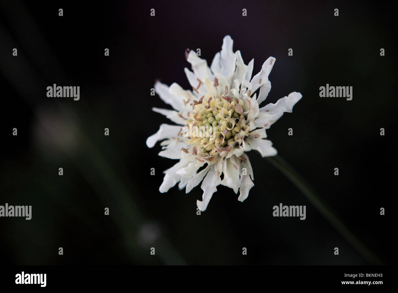 TATARIAN CEPHALARIA (CEPHALARIA GIGANTEA) IN SUMER IN NORTHERN ILLINIS ...