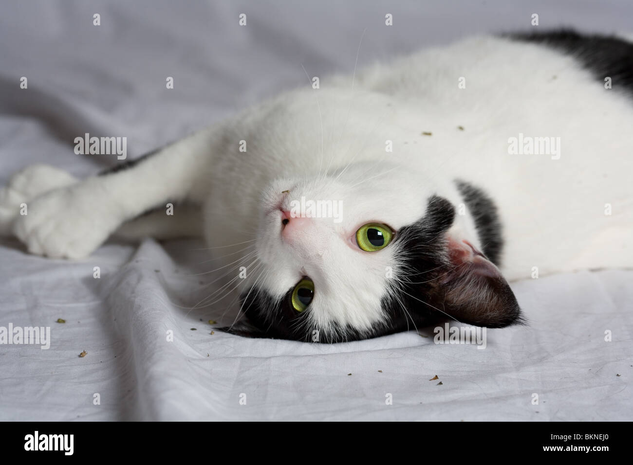 sweet cat photographed in a studio setting Stock Photo - Alamy