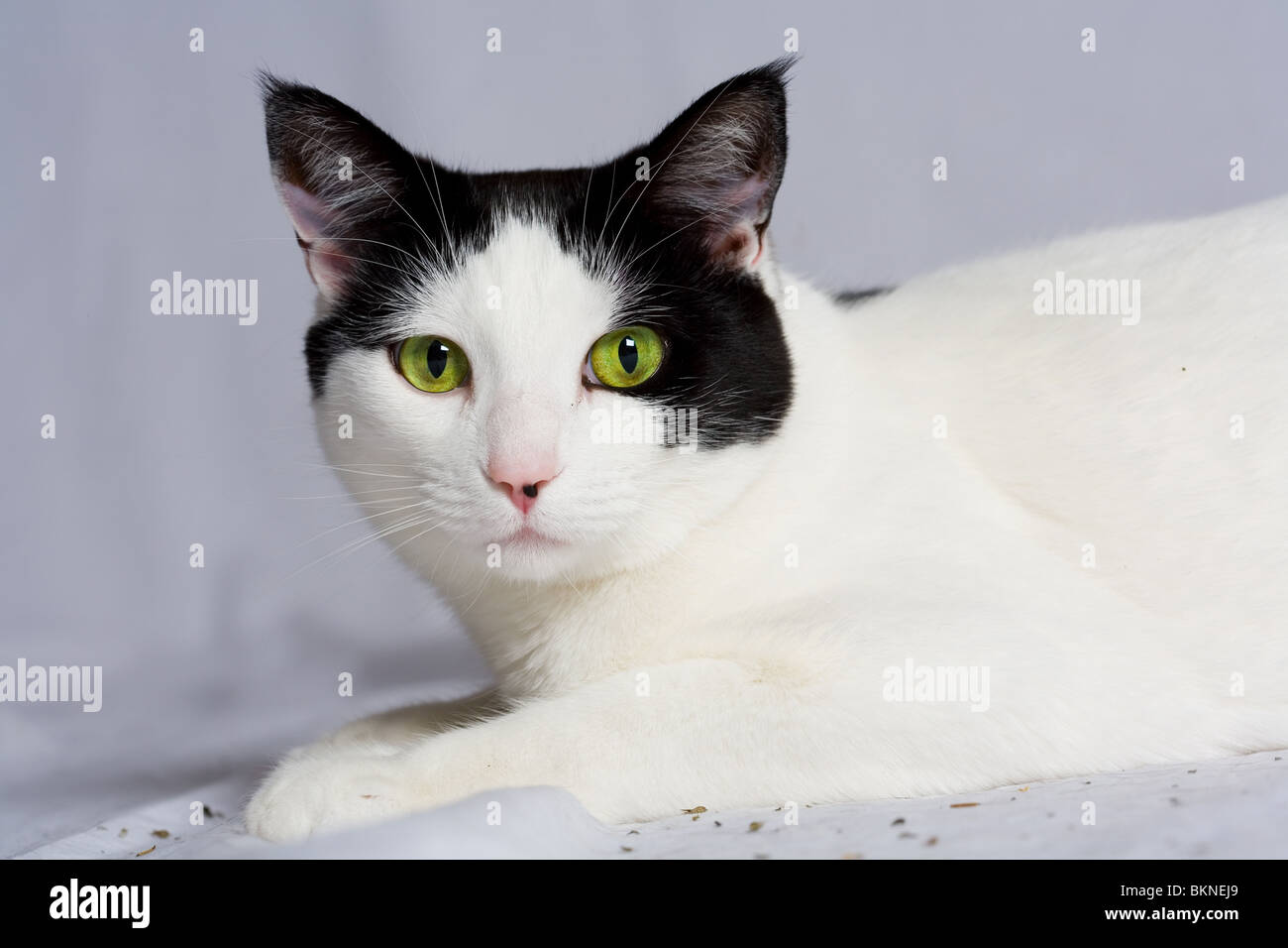 sweet cat photographed in a studio setting Stock Photo - Alamy