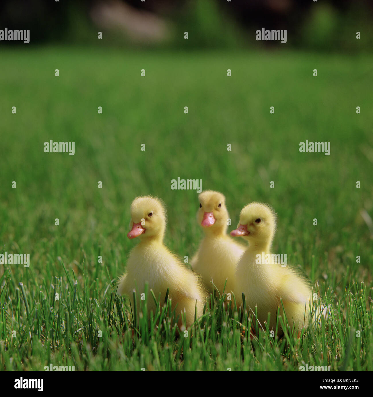 Three cute ducklings hi-res stock photography and images - Alamy