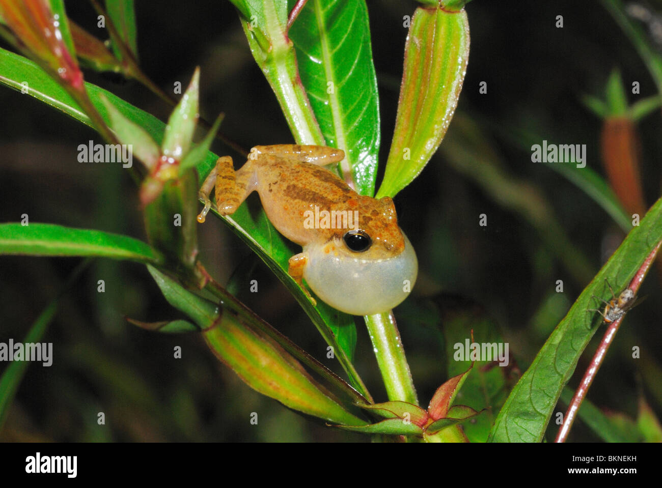 Male frogs hi-res stock photography and images - Alamy