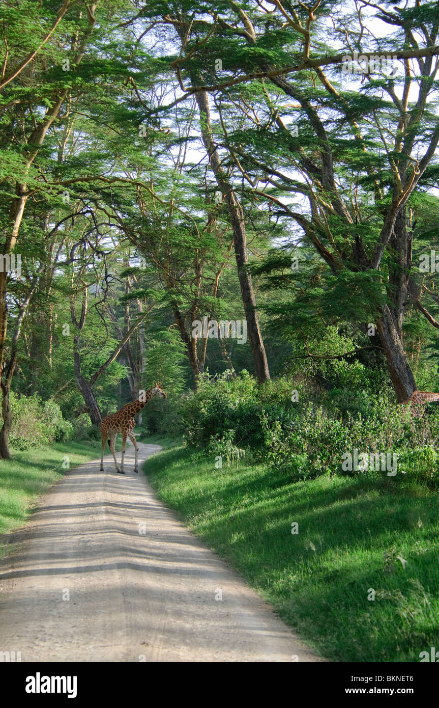Giraffe Giraffa camelopardalis crossing road Stock Photo - Alamy
