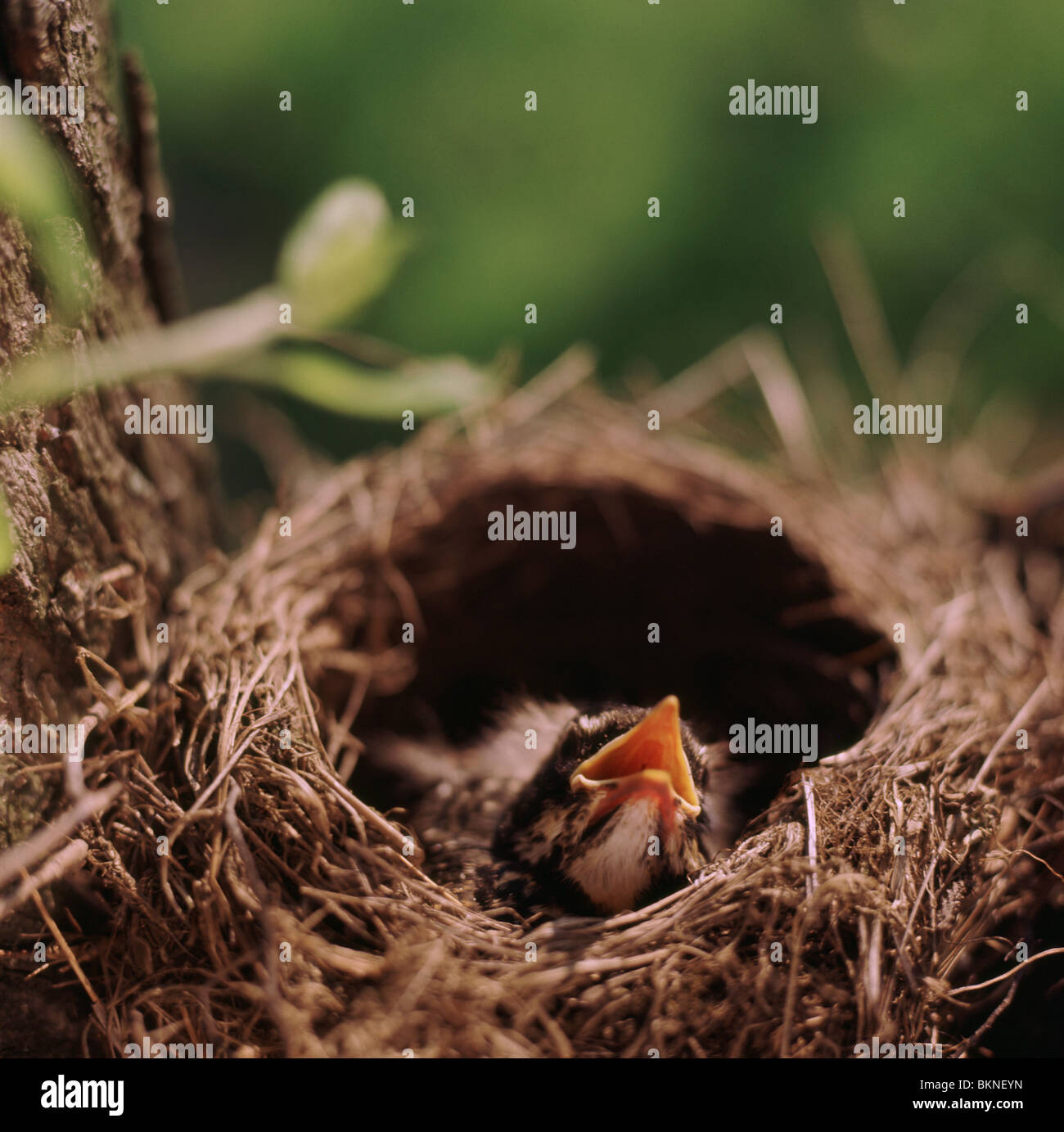 Baby Robin chirping in the nest Stock Photo - Alamy