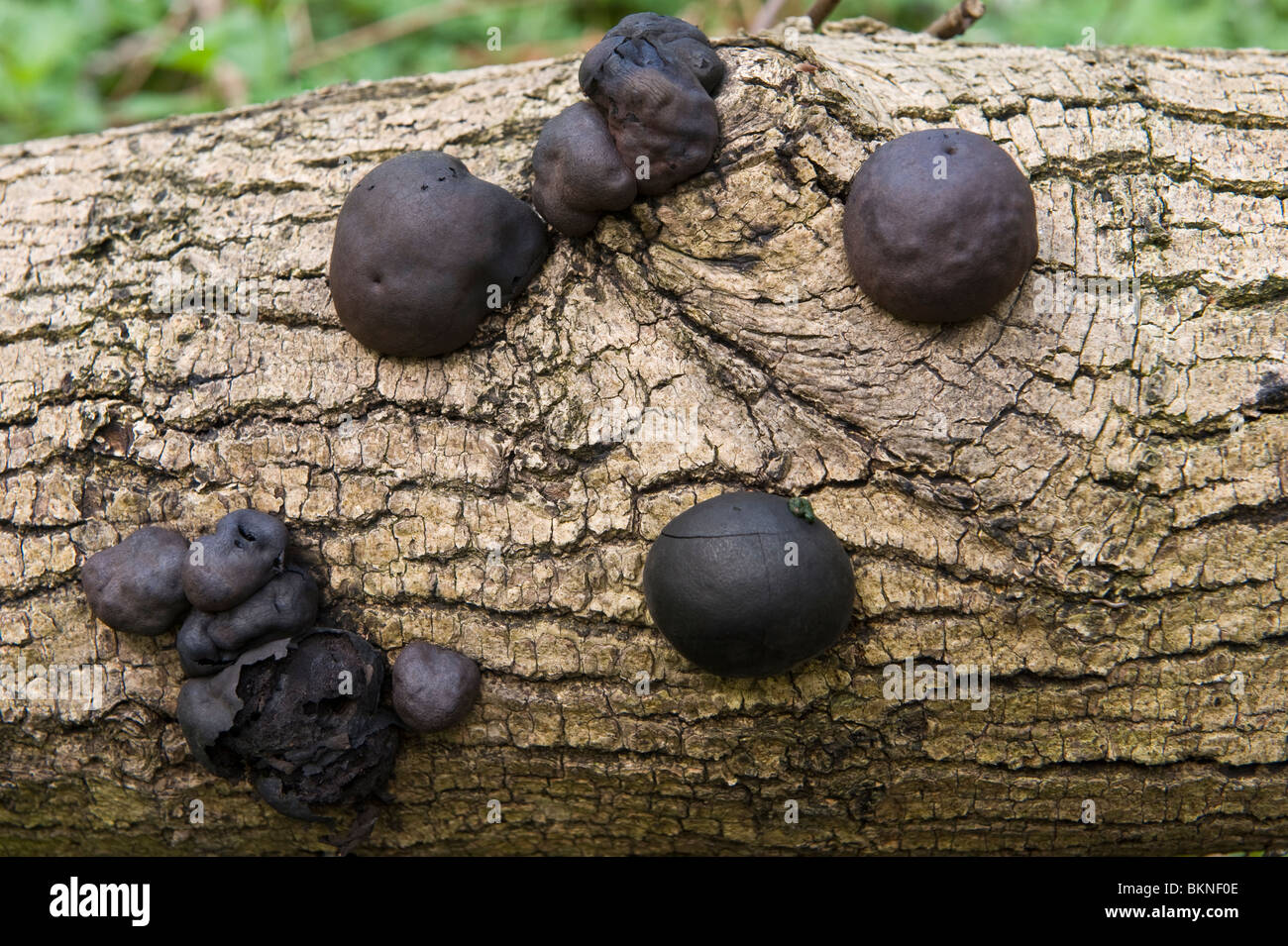 King alfreds cake fungus hi-res stock photography and images - Alamy