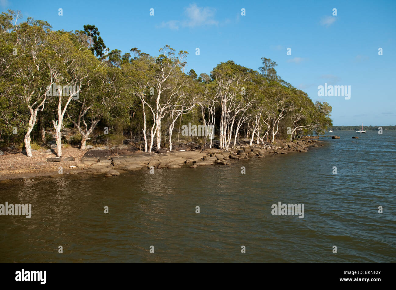 Malaleucan (Paperbark) trees lining the shores of Lake Cootharaba ...
