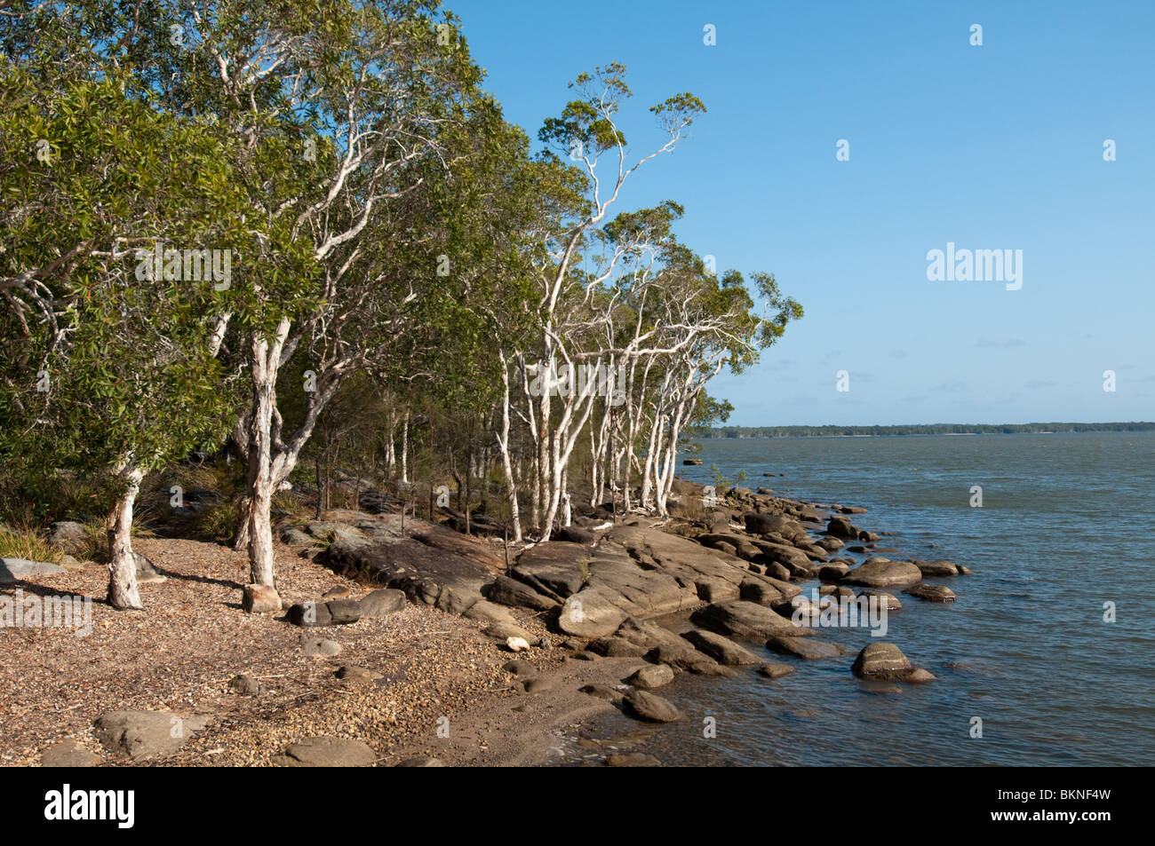 Malaleucan (Paperbark) trees lining the shores of Lake Cootharaba ...
