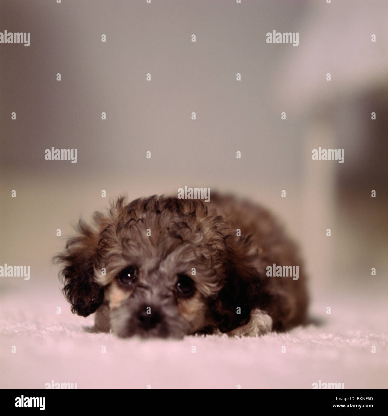 Close up of a toy poodle puppy Stock Photo - Alamy