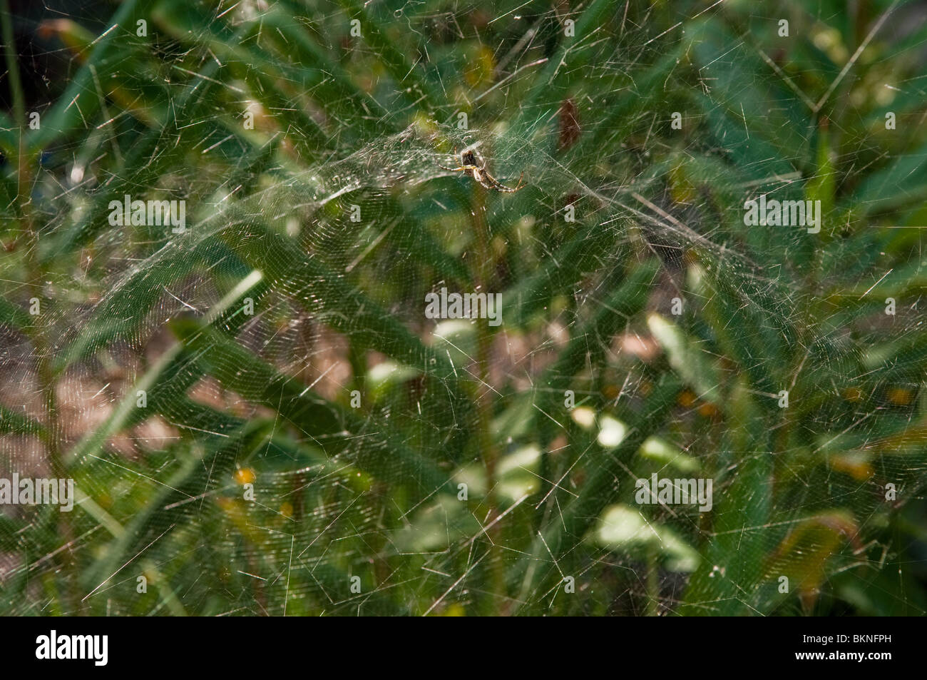 Tent spider, (Cyrtophora moluccensis), Queensland, Australia Stock ...