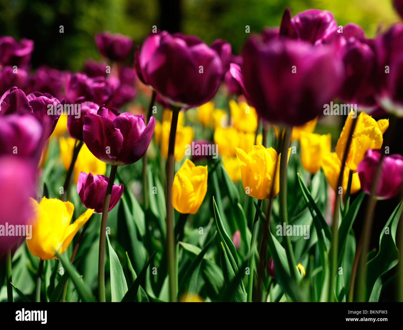 gardens of Villa Taranto,lago maggiore, Verbania, Piemonte, Italy ...