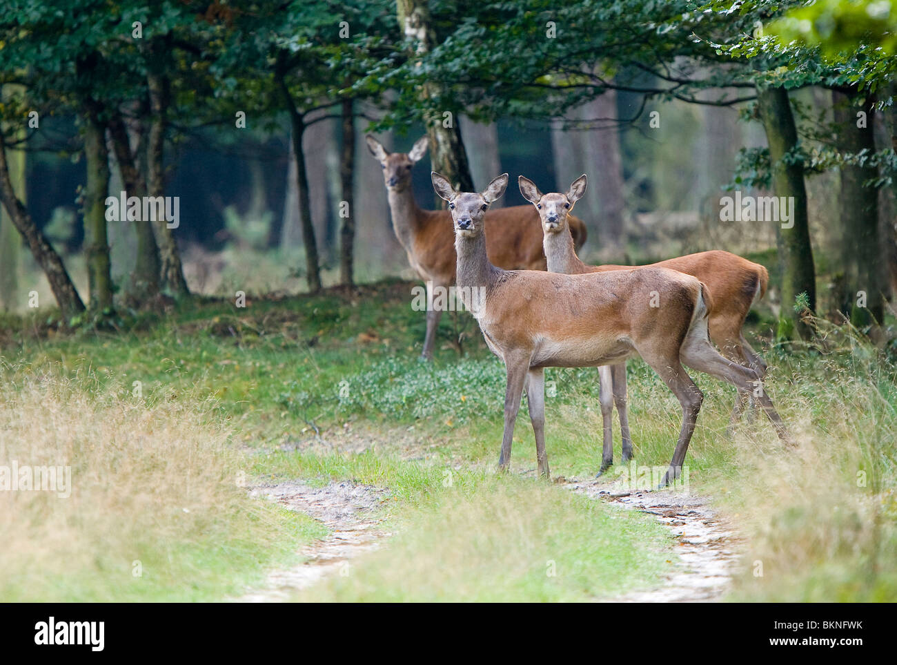 Roedel hi-res stock photography and images - Alamy