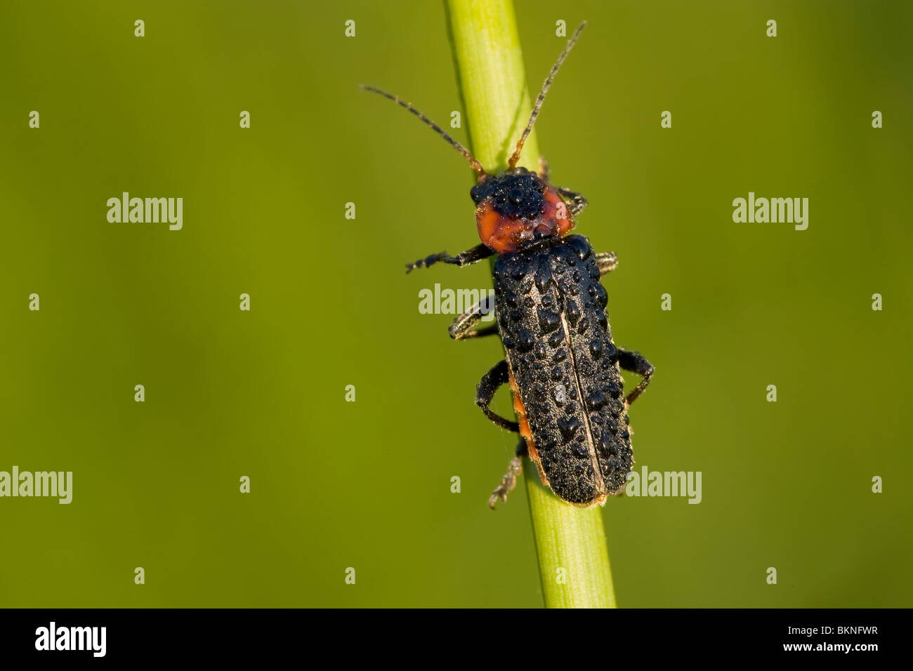 Zwart soldaatje; Cantharis rustica Stock Photo - Alamy