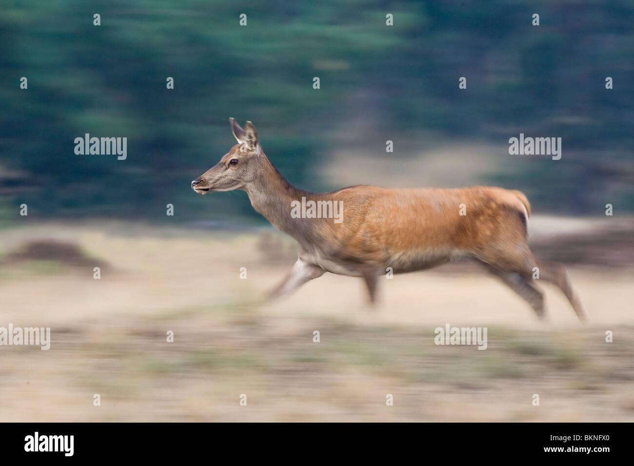 Rennende hi-res stock photography and images - Alamy