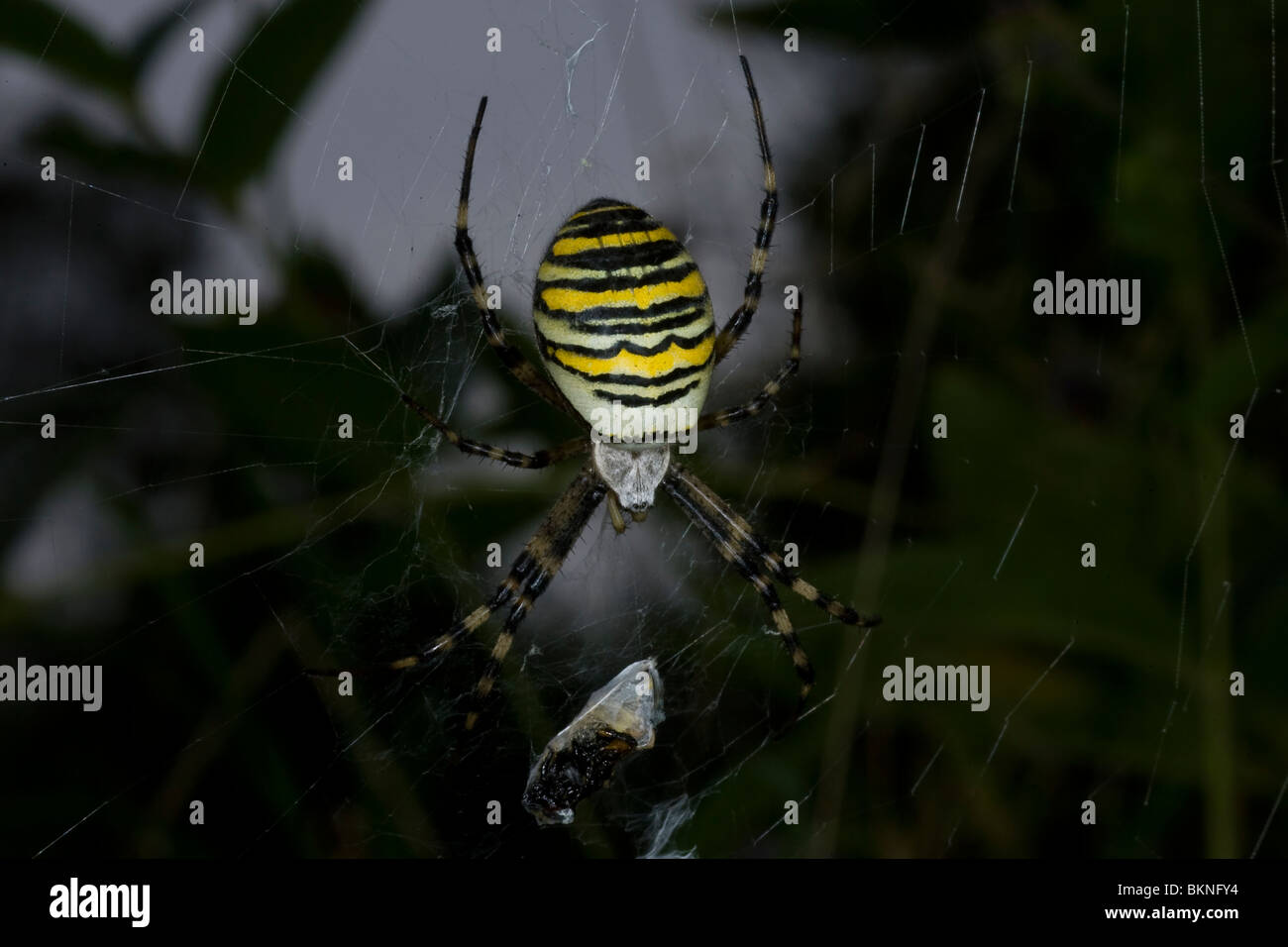 Wespenspin; Tijgerspin; Wasp Spider; Argiope bruennichi Stock Photo - Alamy