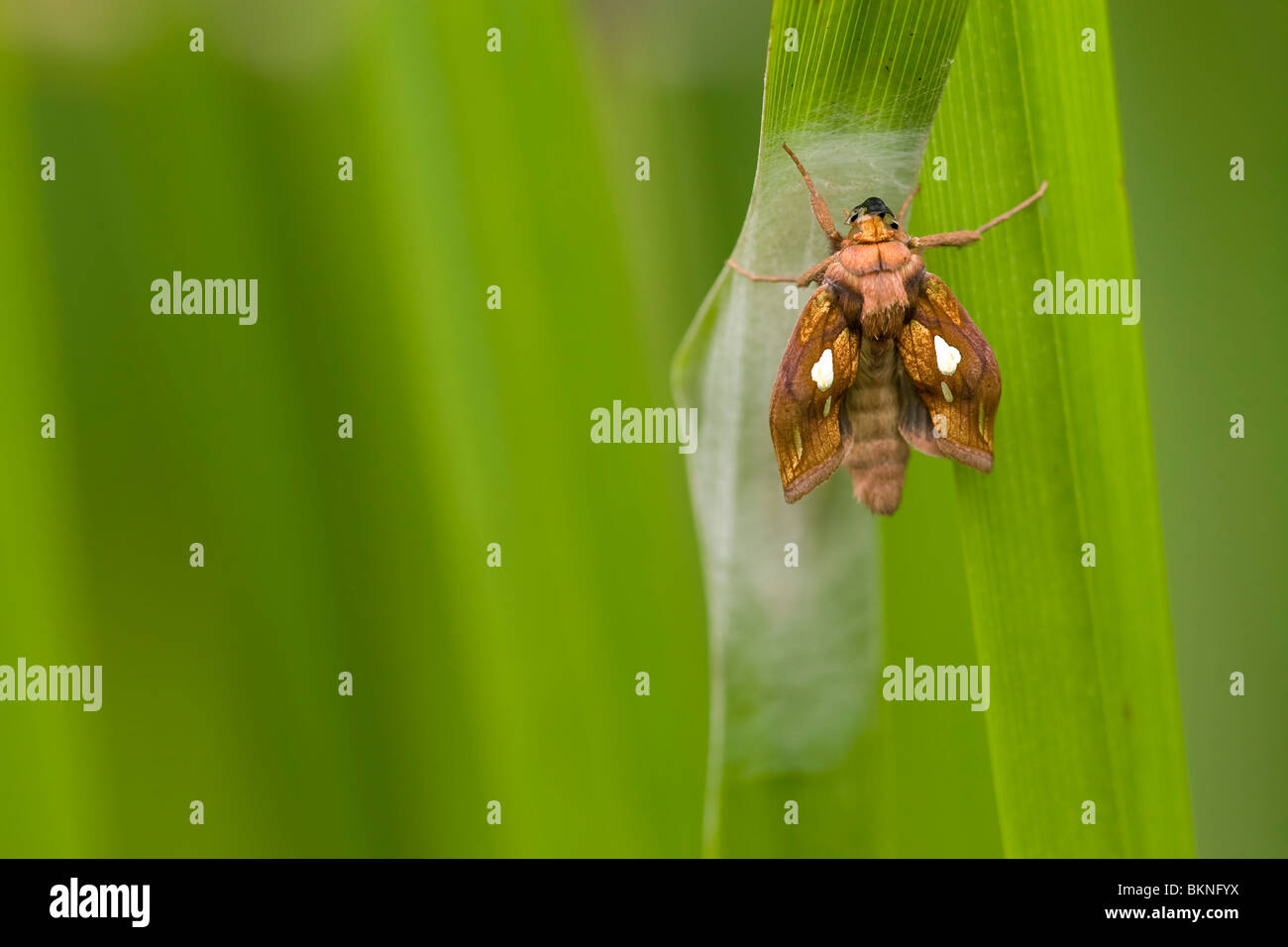 Eclosion hi-res stock photography and images - Alamy