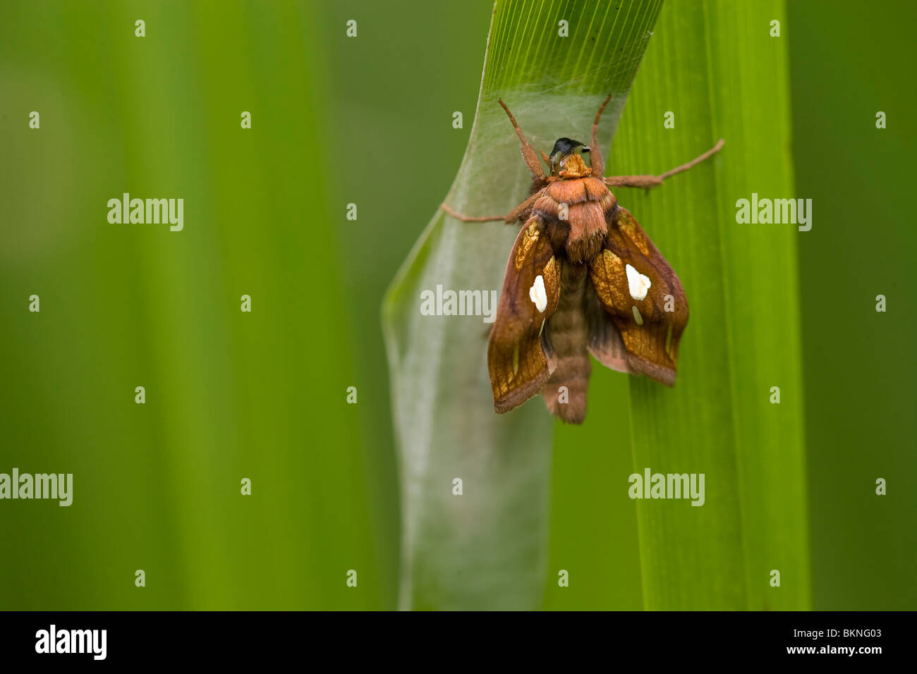 Gold Spot Moth High Resolution Stock Photography and Images - Alamy