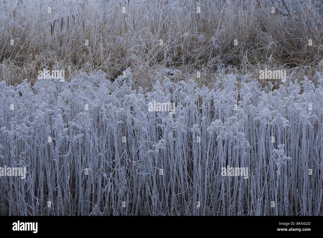 Reed in the winter time Stock Photo - Alamy