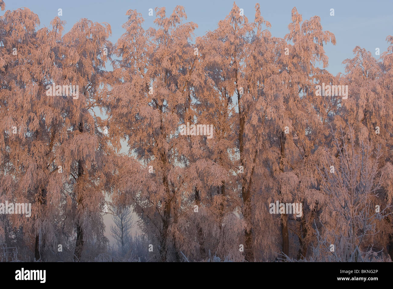 Biesbosch winter hi-res stock photography and images - Alamy