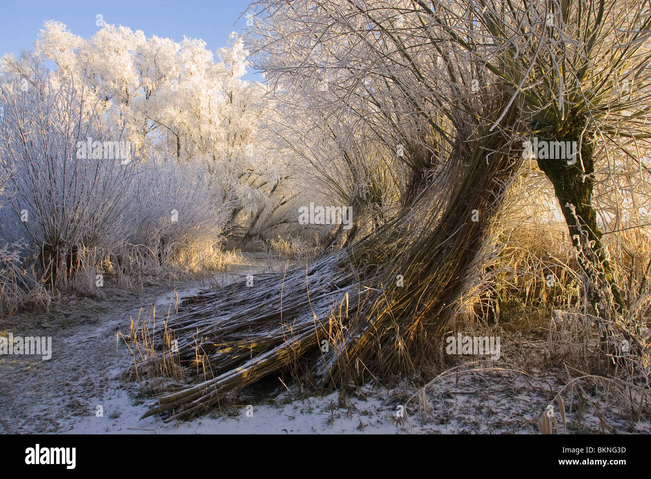 Biesbosch landschap hi-res stock photography and images - Alamy