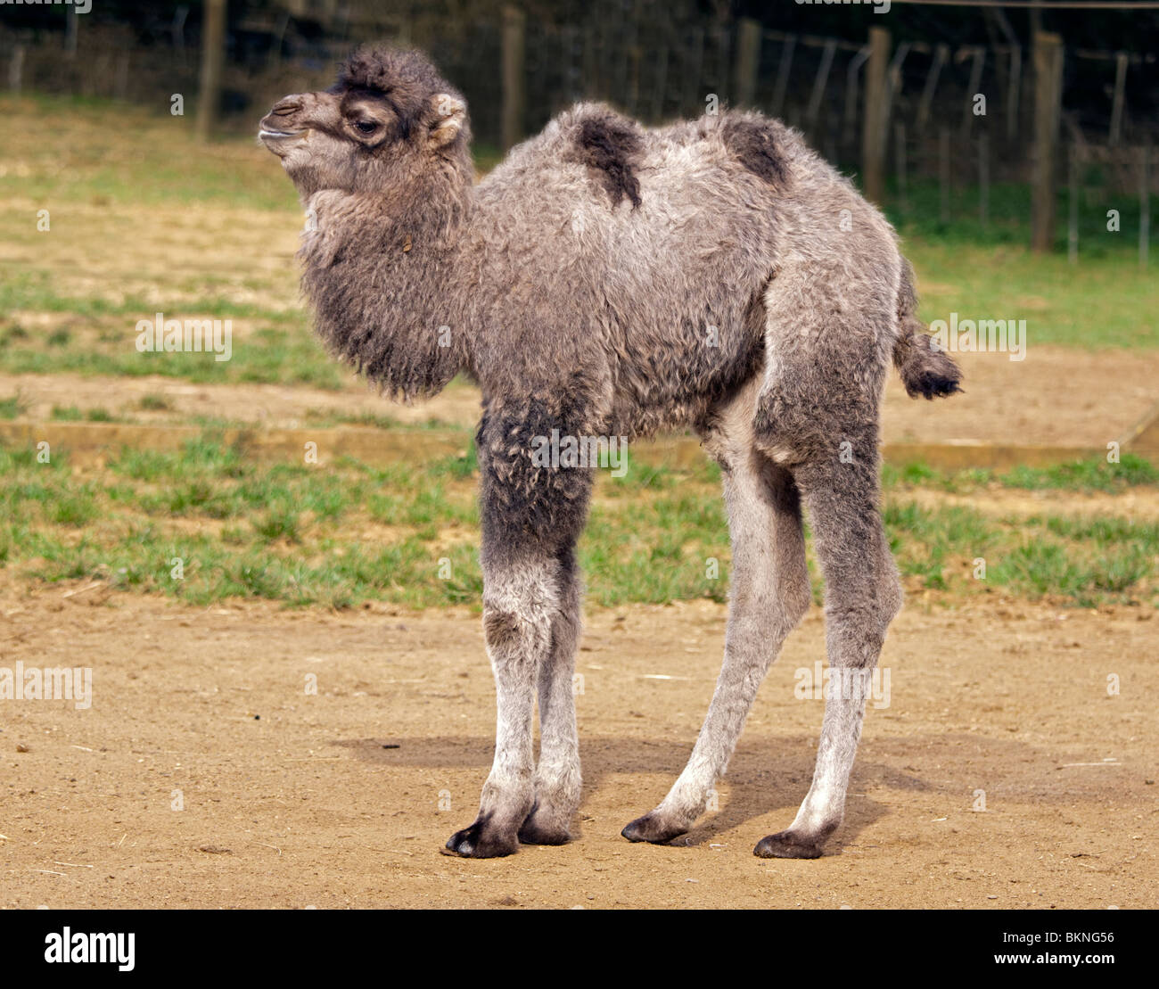 Bactrian Camel Calf (camelus bactrianus Stock Photo - Alamy Bactrian Camel Calf (camelus bactrianus Stock Photo - Alamy
