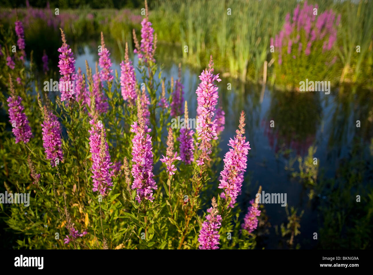 Grote kattenstaart; Lythrum salicaria; Biesbosch Stock Photo - Alamy