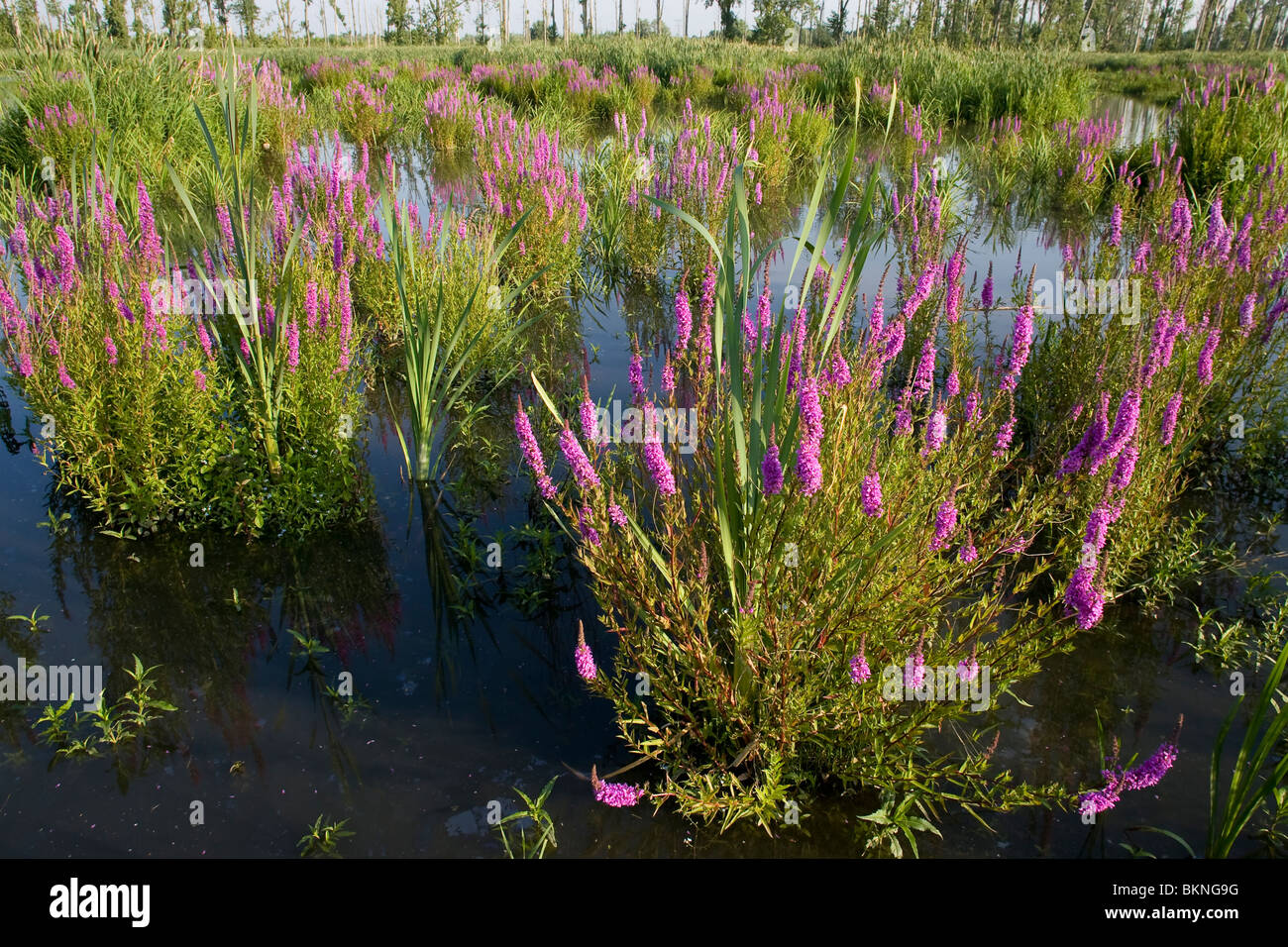 Grote kattenstaart; Lythrum salicaria Stock Photo - Alamy