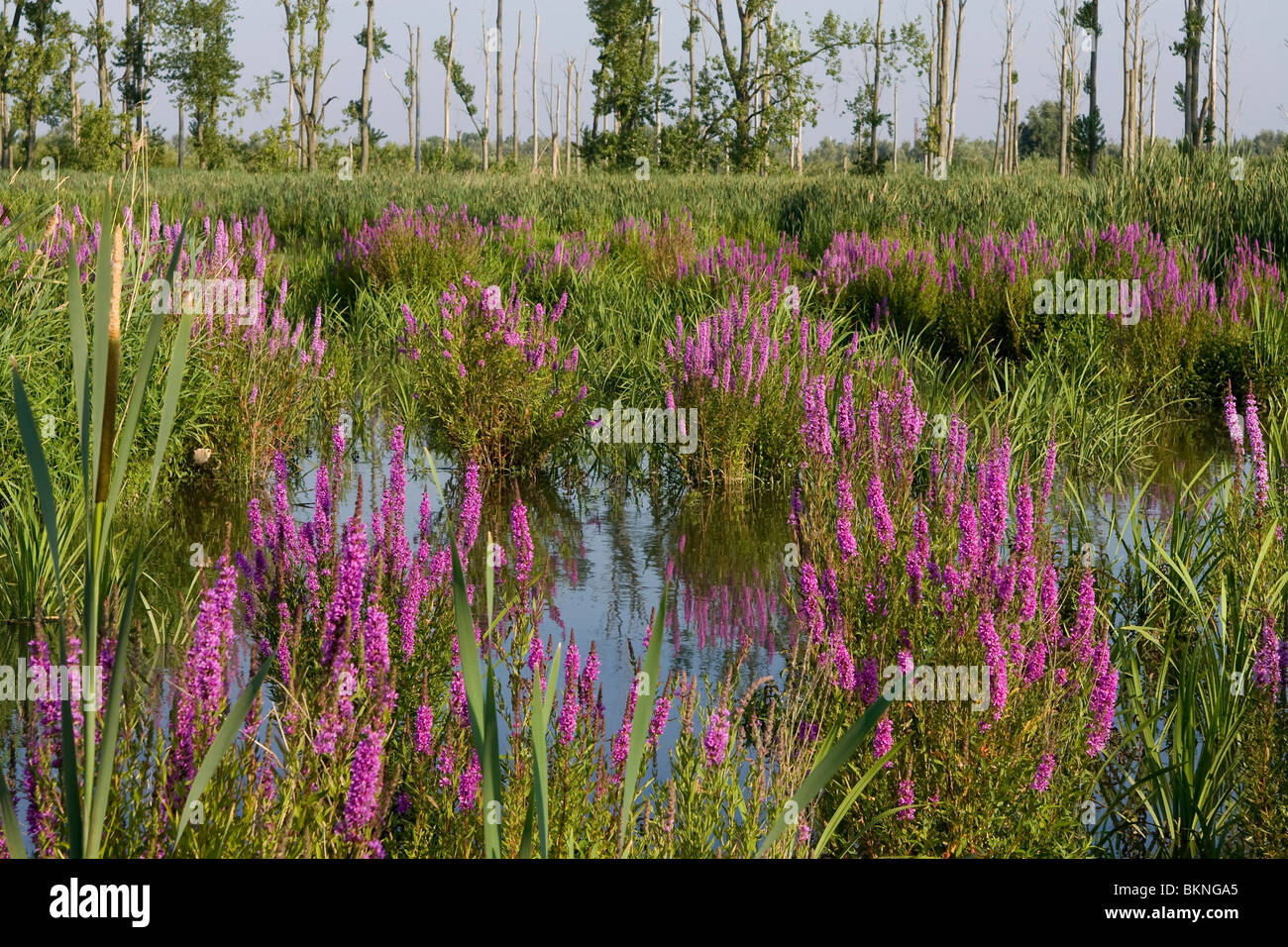 Grote kattenstaart; Lythrum salicaria Stock Photo - Alamy
