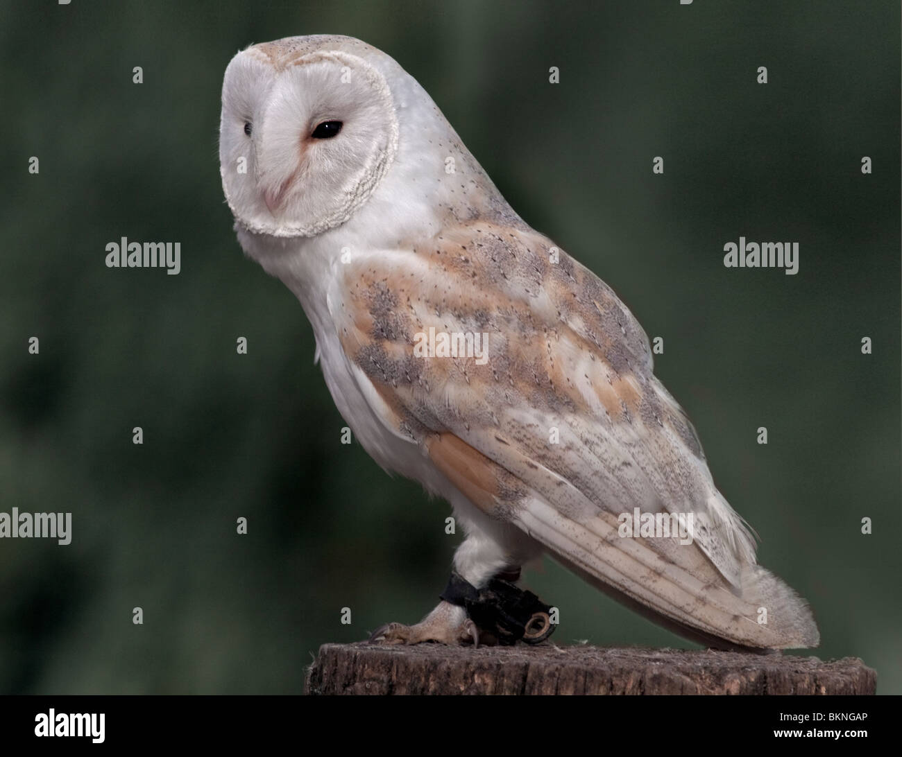 Barn owl owls hi-res stock photography and images - Alamy