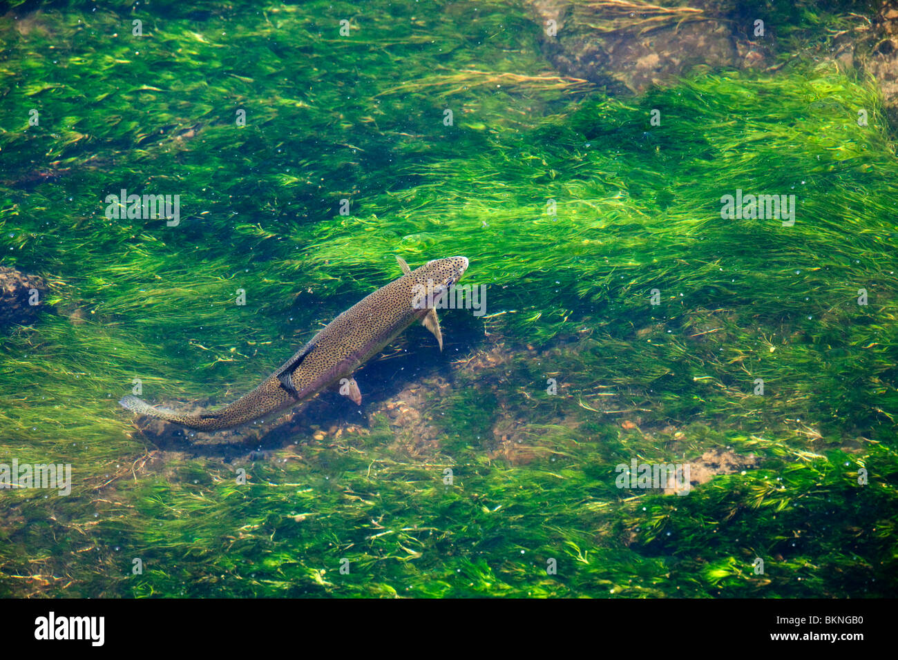 A large rainbow trout rising to feed in the Harriman Ranch section of ...