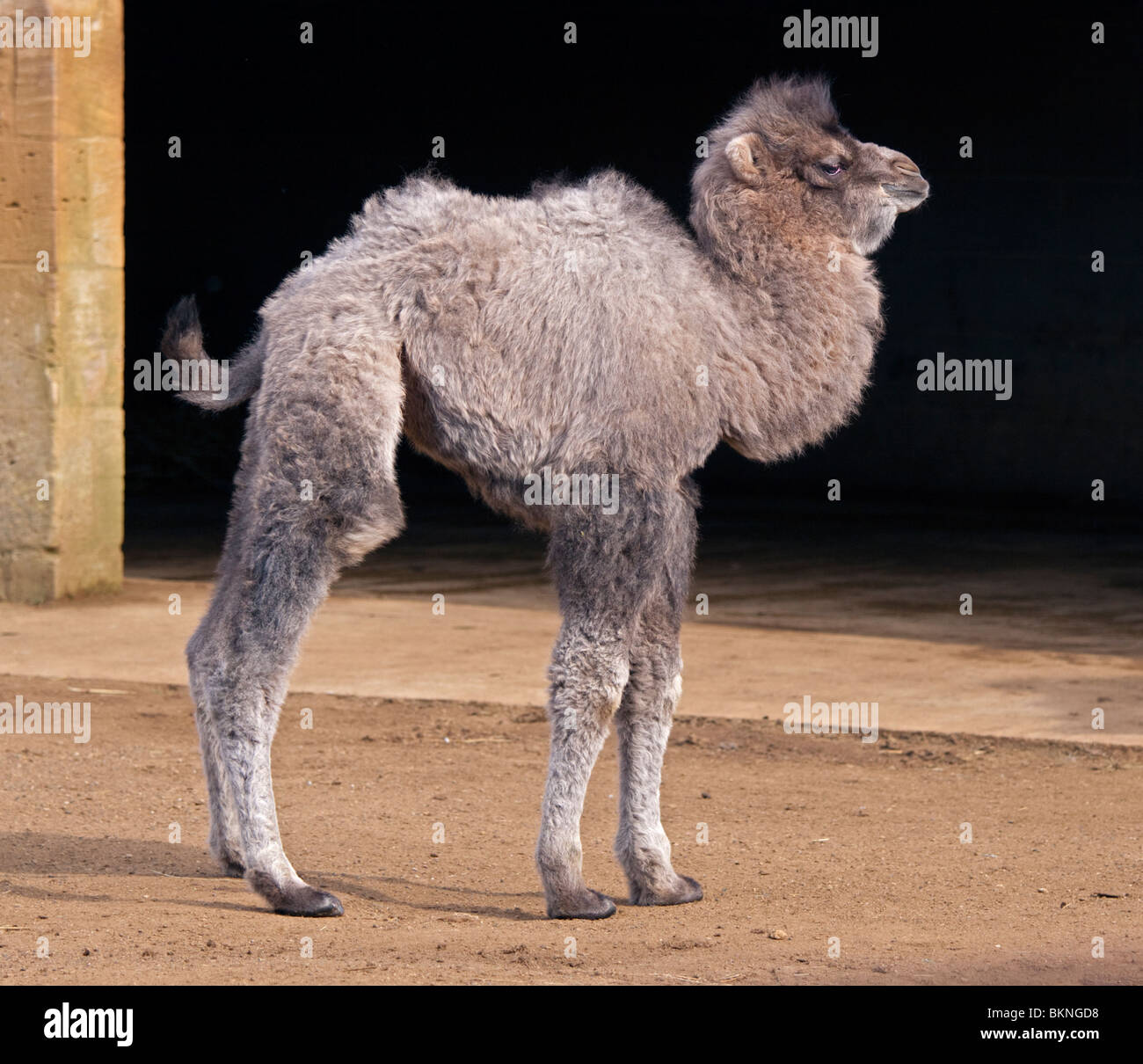 Bactrian Camel Calf (camelus bactrianus Stock Photo - Alamy