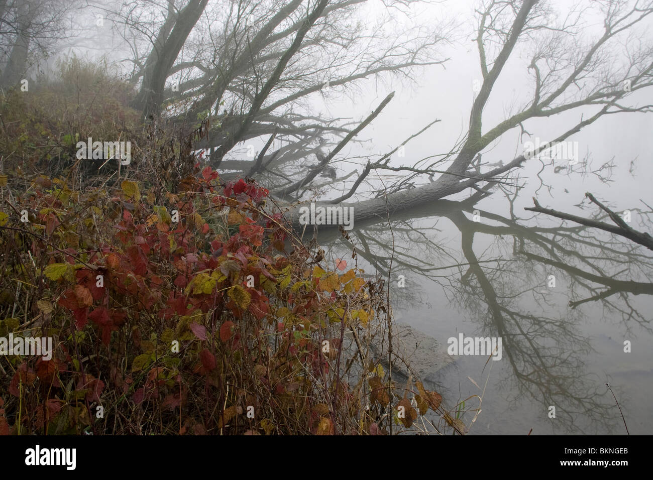 Biesbosch landschap hi-res stock photography and images - Alamy