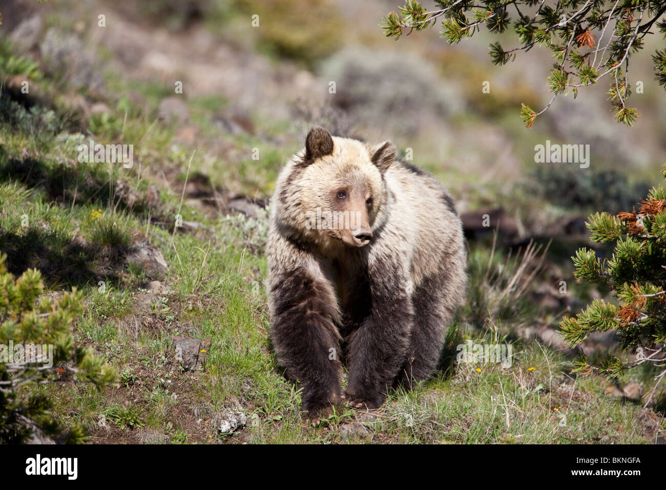 A young grizzly takes a break from digging for food on a hillside in ...