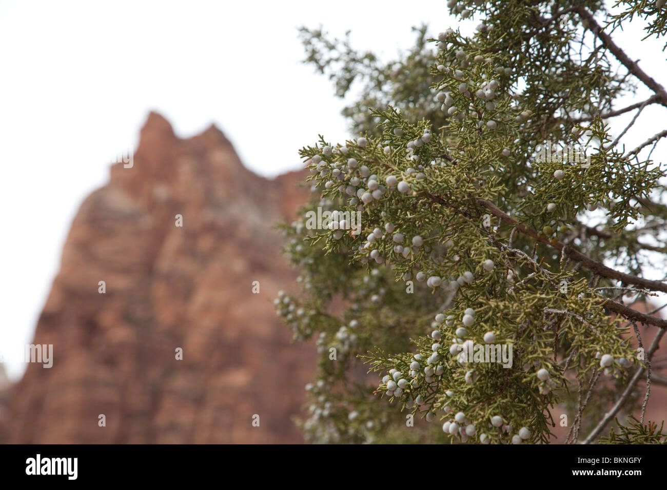Juniper species hi-res stock photography and images - Alamy