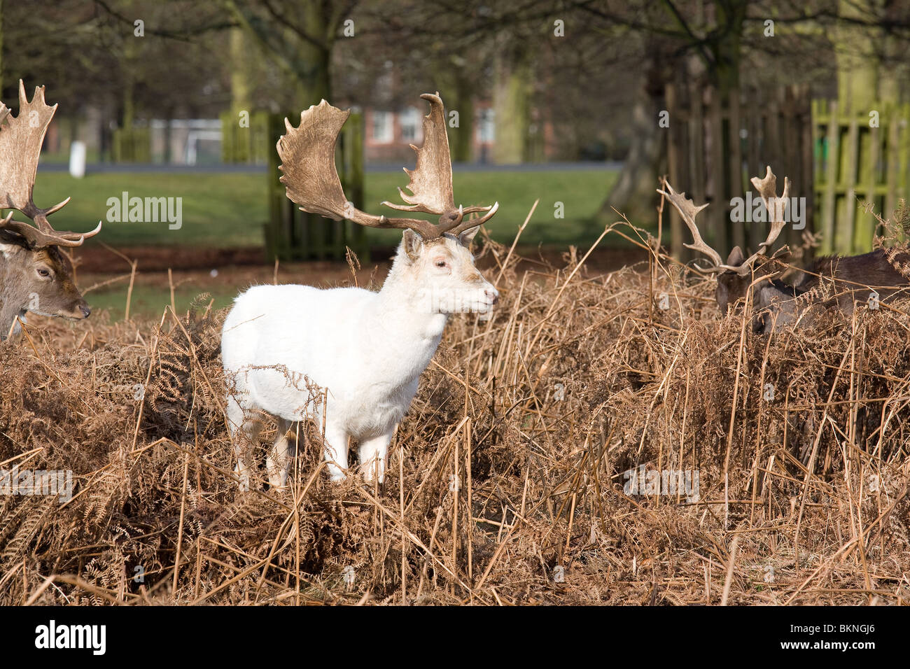 A white Fallow deer stag (Dama dama Stock Photo - Alamy