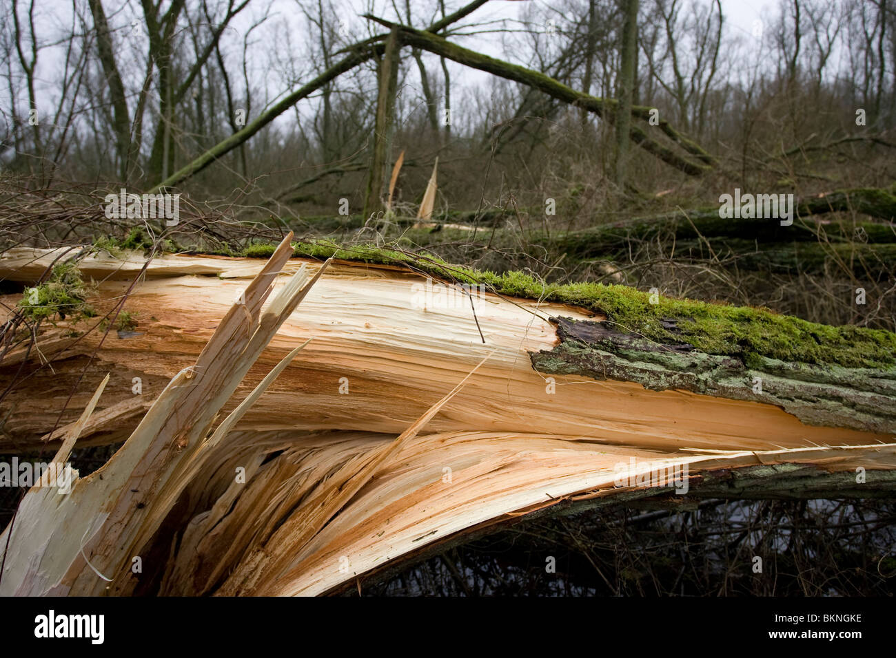 Wilgen hi-res stock photography and images - Alamy